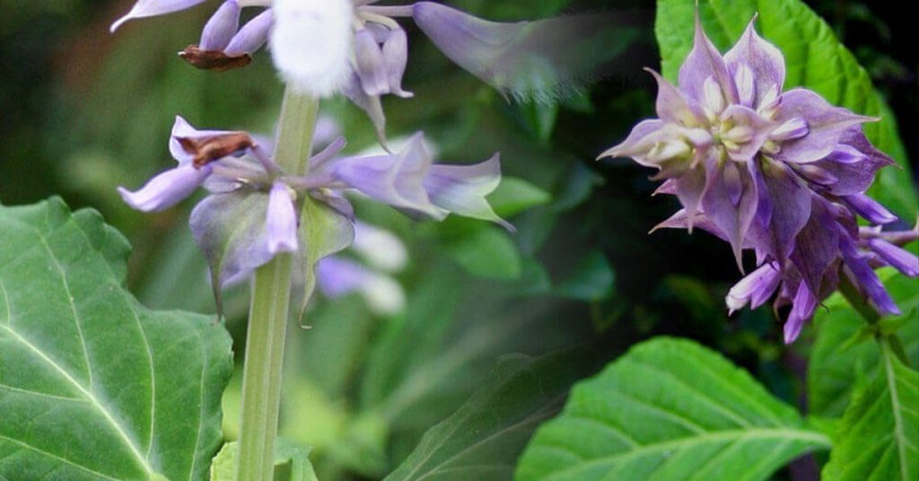 Salvia: Conheça os Efeitos e os Riscos dessa Droga Alucinógena